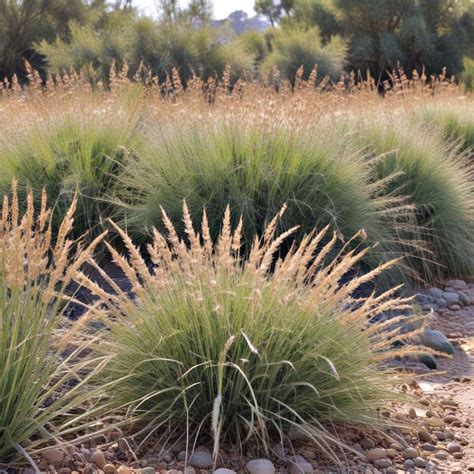 25 Desert Landscaping Ideas For A Serene Outdoor Oasis