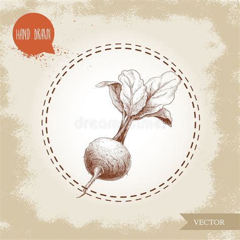 Hand Drawn Beet Root With Leafs Stock Vector Illustration Of Gardening Ingredient 78948480