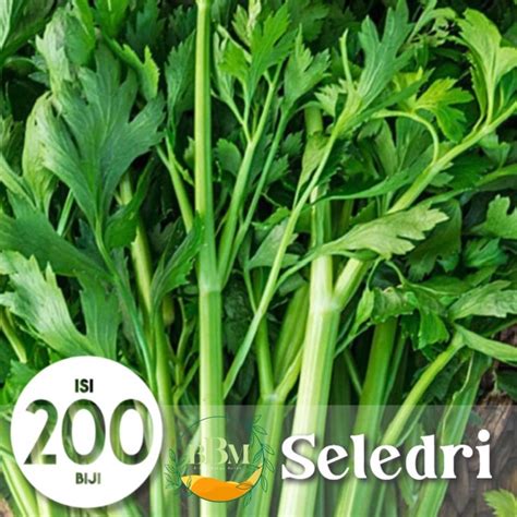 Jual Benih Biji Seledri Shopee Indonesia