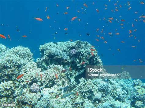 산호초 쇼울 Of 어류 Scalefin Anthias 바닷속이 0명에 대한 스톡 사진 및 기타 이미지 0명 경산호 깊이