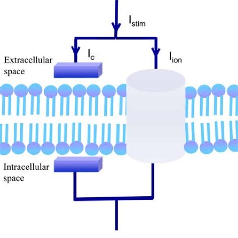 Current Membrane Circuit Uterine Cell Transmembrane Current Divided In