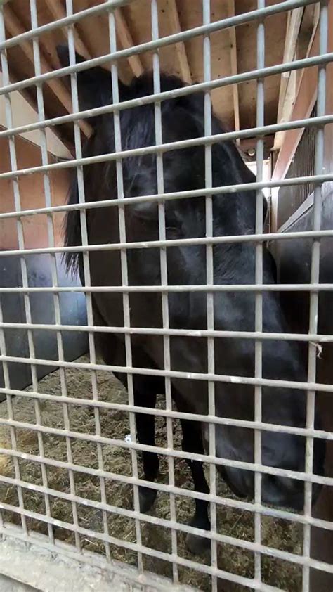 パカパカ工房💉ワクチン4回接種済 On Twitter 【ノーザンホースパーク動画〜再投稿】 冬期営業最終日のイモータル。お休み期間中には