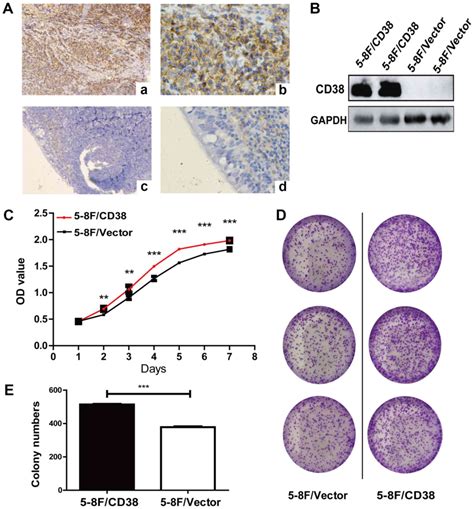 Cd38 Affects The Biological Behavior And Energy Metabolism Of