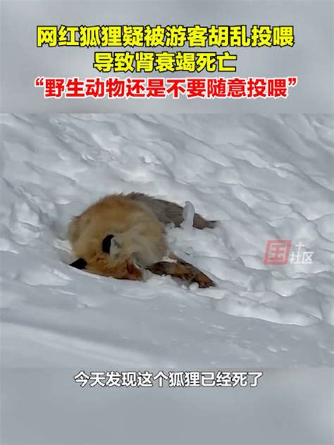 网红狐狸死在雪地里狐狸新疆新浪新闻