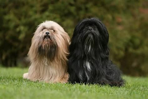 Summer Fruits Your Lhasa Apso Can Eat