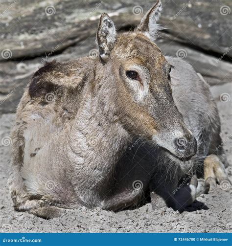 Femmina Dei Cervi Di Pere David Fotografia Stock Immagine Di