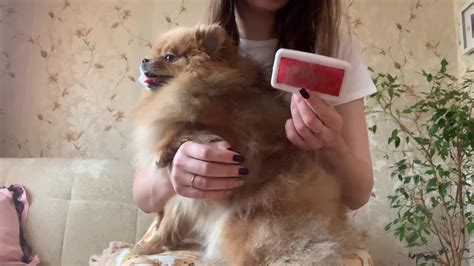 Как правильно расчесывать шпица дома Youtube