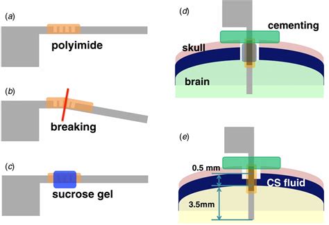 Partially Flexible Mems Neural Probe Composed Of Polyimide And Sucrose