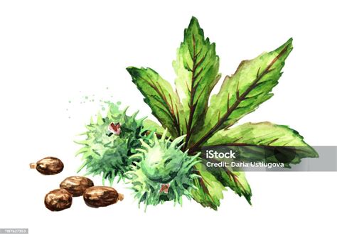 녹색 피마자 콩 잎과 씨앗 흰색 배경에 격리 된 수채화 손으로 그린 그림 건강관리와 의술에 대한 스톡 벡터 아트 및 기타 이미지