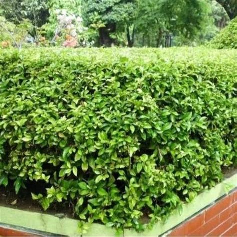 Jual Pohon Teh Tehan Bibit Tanaman Pagar Rumah Bibit Teh Tehan Kab