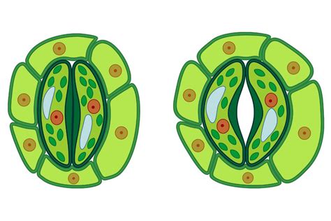 36 Facts About Guard Cells