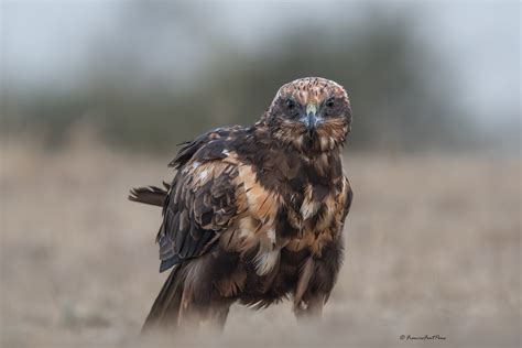 Arpella_Arpella comuna_Arpella vulgar | Circus aeroginosus _… | Flickr