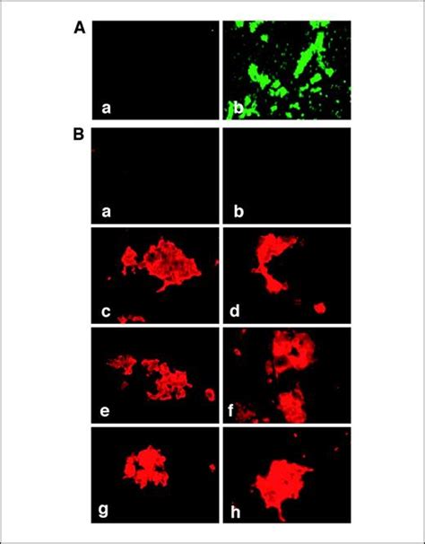 Selection Of Tumor Binding Ligands In Cancer Patients With Phage