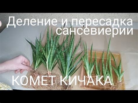 Деление и пересадка сансевиерии Комет Кичаки #сансевиерия #sansevieria ...
