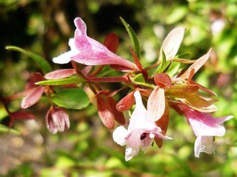 Абелия уход в домашних условиях фото кустарника размножение