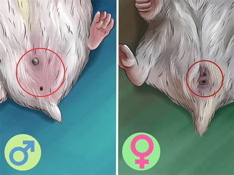 How Do Hamsters Have Sex Illusion Sex Game