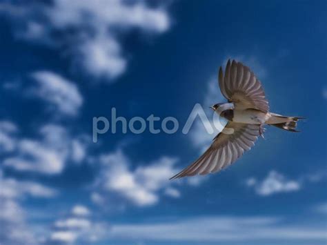 青空背景に飛んでいるツバメ② No 26434875｜写真素材なら「写真ac」無料（フリー）ダウンロードok