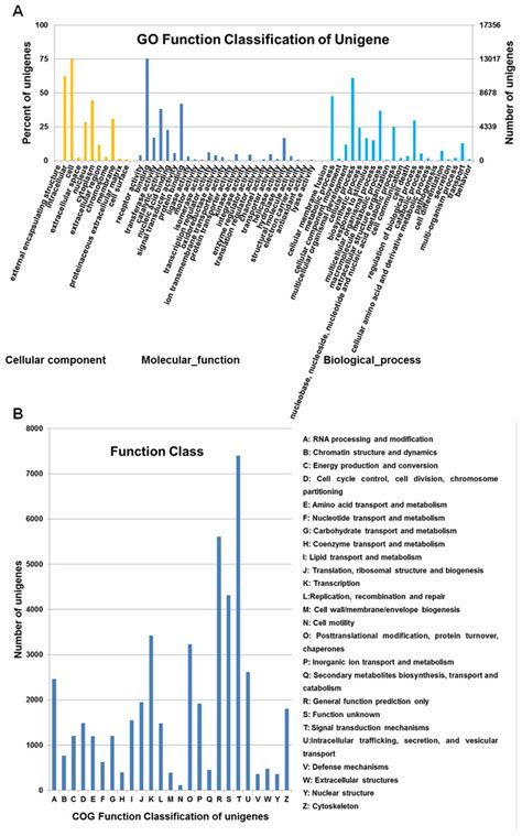 Go And Cog Classifications Of Unigenes Derived Via Roche 454 Sequencing Download Scientific