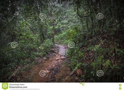 Trayectoria En La Selva Selva Tropical De Sinharaja En Sri Lanka Foto