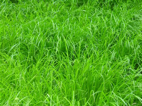 Grass Free Photo Download Freeimages