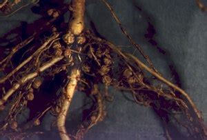 Makahiya Plant Showing The Nodules Of The Roots