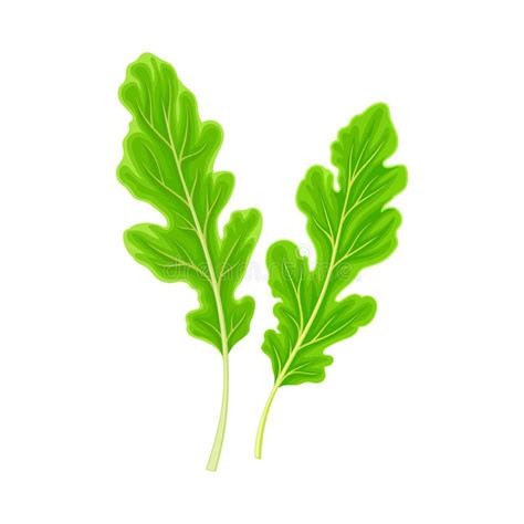 Rocket Leaf Vegetable Or Salad Greens As Plant With Edible Leaves