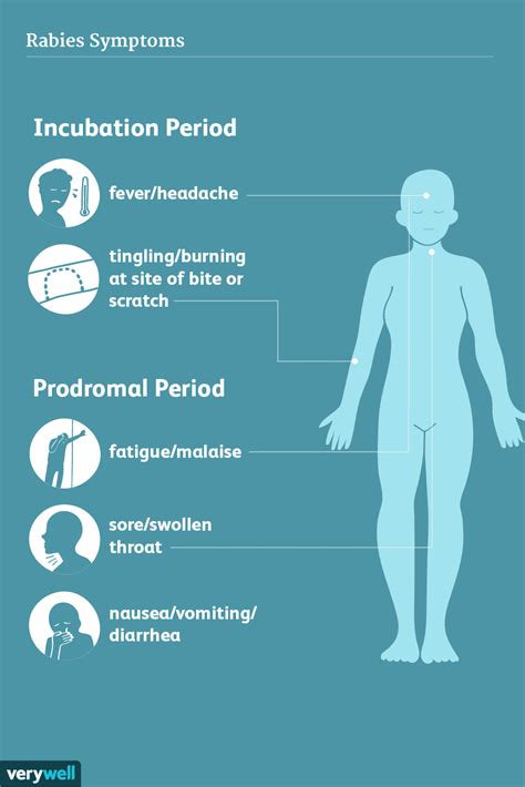What Are The Three Stages Of Rabies Symptoms