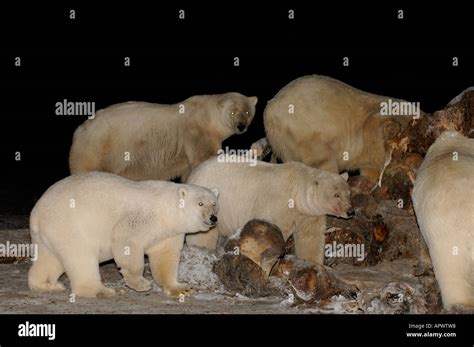 Polar Bears Ursus Maritimus Scavenging A Bowhead Whale Carcass At Night 1002 Area Arctic