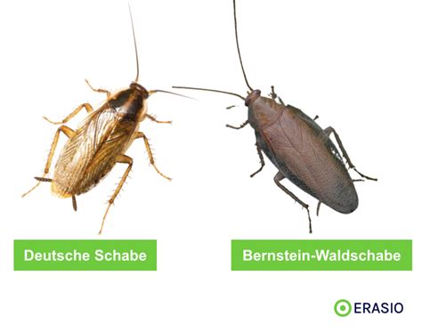 Deutsche Schabe Erkennen Bekämpfen Mittel Und Hausmittel Erasio