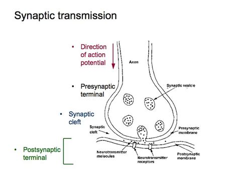 Perception Lecture Notes The Brain Perception Lecture Notes The Brain