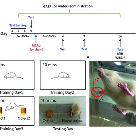 A The Overall Experimental Process Timeline B The Schematic Of