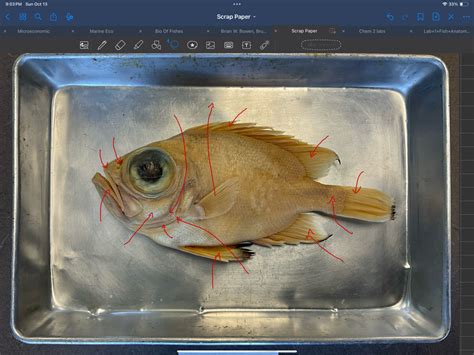 Uf Bio Of Fishes Labeling Practice Big Eye Fish Diagram Quizlet