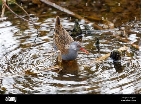 Water Rail Rallus Aquaticus Stock Photo Alamy