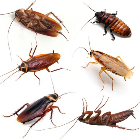 Cockroach Quotes Quotesgram