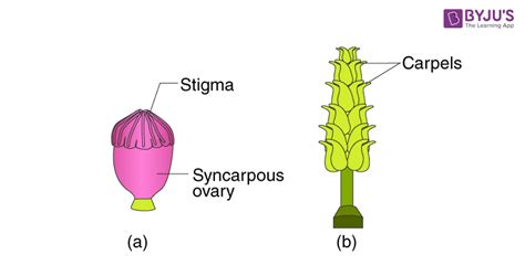Ncert Exemplar Solutions Class 12 Biology Chapter 2 Sexual