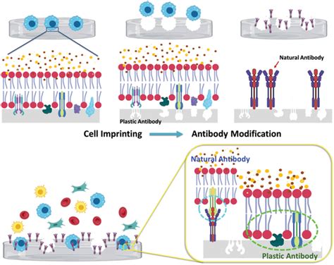 A Schematic Representation Of Substrates Imprinted With Cells For Tumor