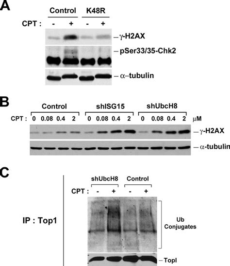 CPT Induced DNA Damage Signals Require The Formation Of Lys 48 Linked
