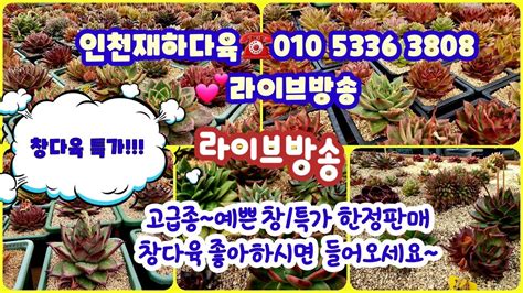 깜짝실방 인천재하다육☎️010 5336 3808 💕고급명품창 💕1세대 창💕 금다육💕실방특가 밭에서 뽑아도드려요 💕인천