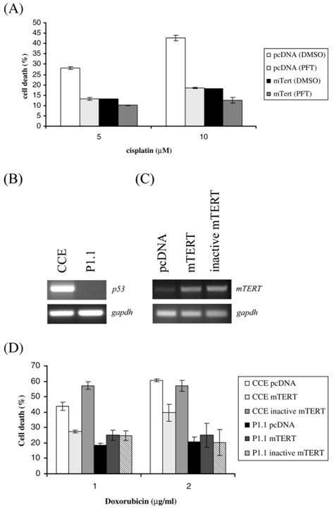 Effect Of P53 Inhibition And Deficiency On Mtert Mediated Resistance To