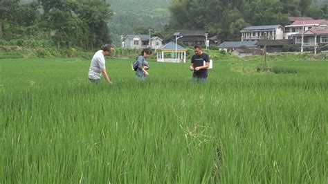 鹤城区全力做好水稻病虫害监测预警防控 鹤城 新湖南