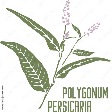 Ladys Thumb Plant In Vector Silhouette Polygonum Persicaria Medicinal