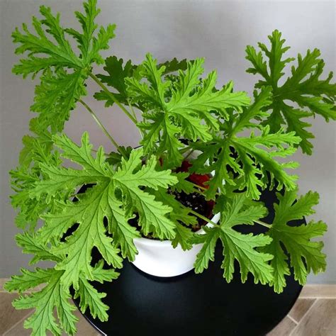 The Complete Rose Geranium Plant Care Guide Water Light And Beyond