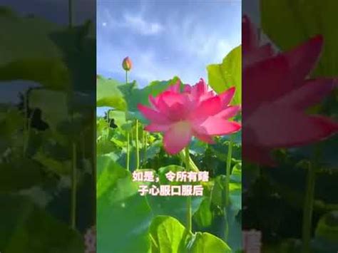 谛深佛陀法语用的就是执着心与分别心一 YouTube