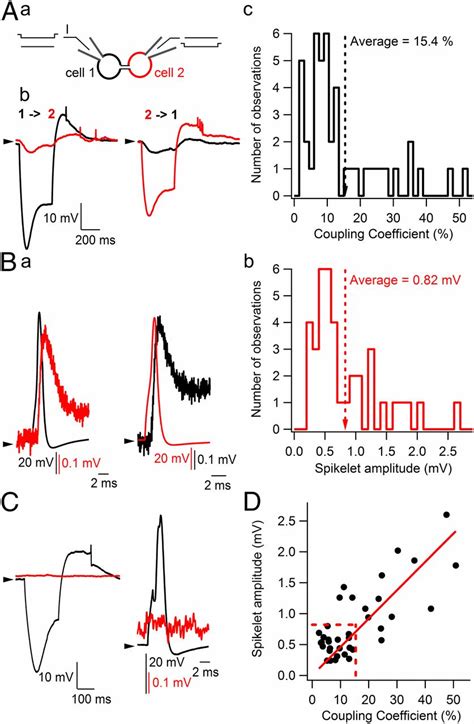 Estimating Functional Connectivity In An Electrically Coupled Interneuron Network Pnas