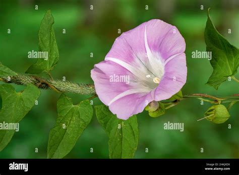 Bellbine Hedge Bindweed Hedge False Bindweed Ladys Nightcap