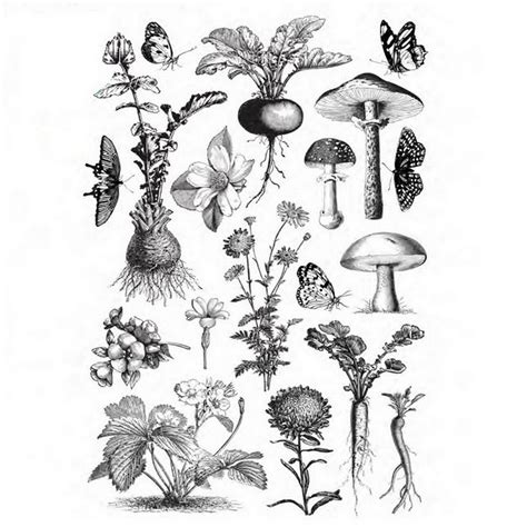 Трансфер Prima Fungi Forest Ареалла Декор купить