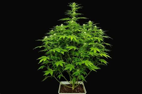 Autoflower Outdoor Yield — Autoflowering Cannabis Seeds