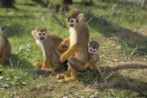 マーラの子 32114000330 の写真素材イラスト素材アマナイメージズ