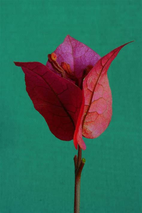 Flower Art Painting Flower Drawing Watercolor Flowers Aesthetic