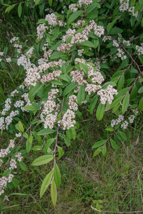 Cotoneaster Henryanus Henrys Cotoneaster West Glamorgan Flora
